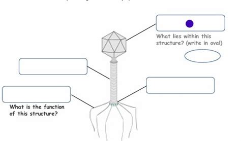 Micro Flashcards Quizlet