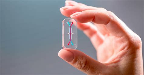 FDA Tests Groundbreaking Human Organs On A Chip