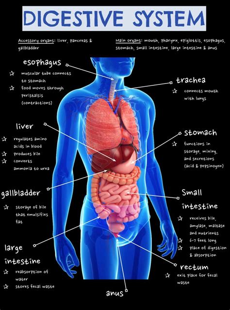 College Notes Digestive System Basic Anatomy And Physiology Human