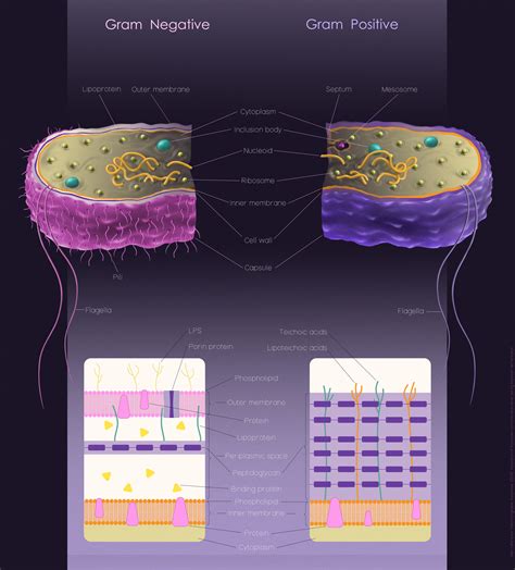 Gram Positive Vs Gram Negative Cell Wall