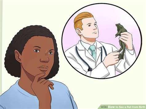 How To Sex A Rat From Birth Rdisneydilemma