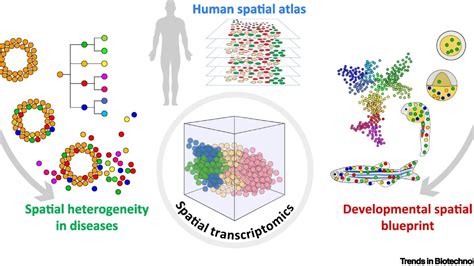 🟥 Spatially Resolved Single Cell Atlas Of Organ Development And Regeneration