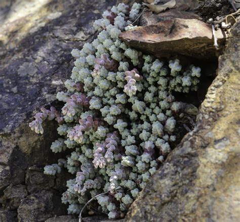 Sedum Brevifolium Plant Biodiversity Of South Western Morocco