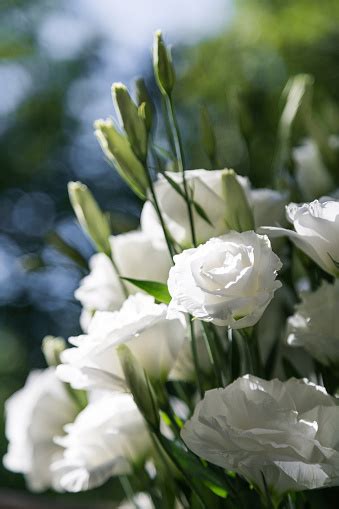 화창한 날에 신선한 흰색 유스토마 꽃다발을 가까이 꽃의 무리 0명에 대한 스톡 사진 및 기타 이미지 0명 계절 꽃 나무 Istock