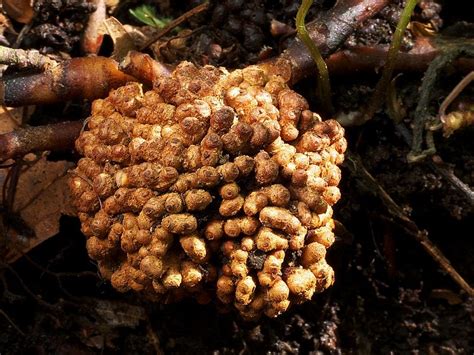 Carbon Based Nitrogen Fixing Bacterial Symbiont Promises Trove Of