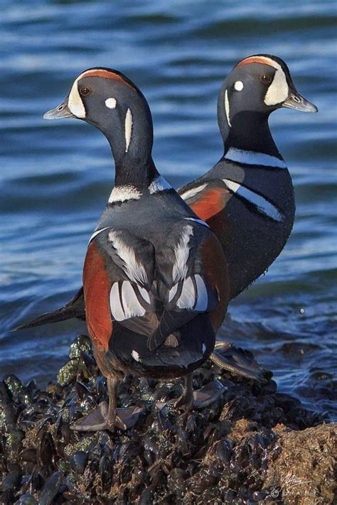 34 Best Images About Beautiful Harlequin Duck Photography On Pinterest