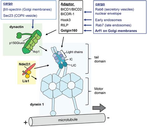 What Is The Difference Between Dynein And Kinesin Pediaacom