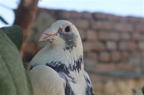 회색 비둘기는 푸른 색 의 붉은 벽돌 벽에 앉아 배경 비둘기 또는 비둘기와 지점에 흐린 하늘 비둘기와 나무의 보도에 회색 비둘기 호기심보고 0명에 대한 스톡 사진 및 기타