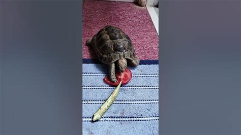 토마토에 진심인 거북이 Youtube