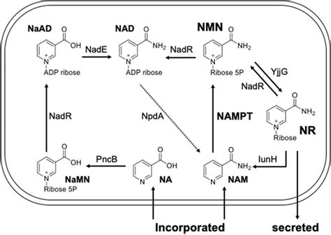 Salvage Pathway For NAD Biosynthesis Involving NMN And NR In RD012353