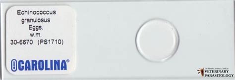 Echinococcus Sp Tapeworms Monster Hunters Guide To Veterinary