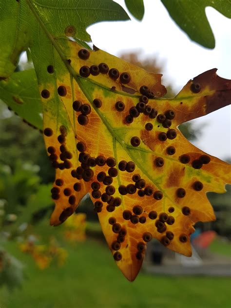 Oak Tree Infestation Homeowners Tree Advice Forum Arbtalk The