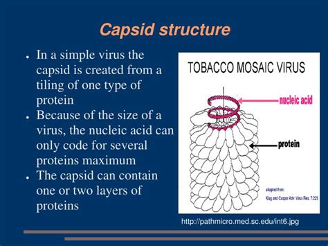 Ppt Modeling Virus Capsids Using Tiling Theory Powerpoint Presentation Id 3284878