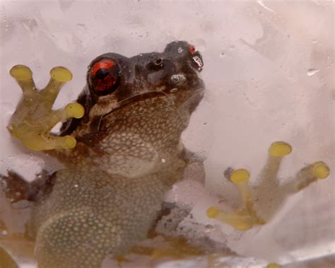 The Nature Of Robertson The Elusive Bleating Tree Frog