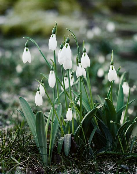 How To Grow Snowdrops And The Best Varieties To Know House And Garden