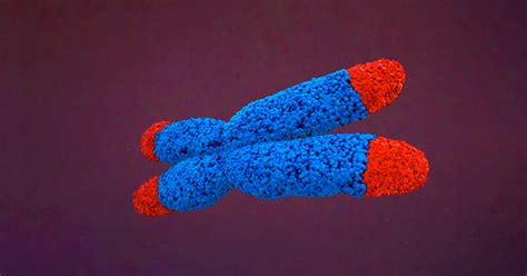 Short Telomere Syndromes Cmri