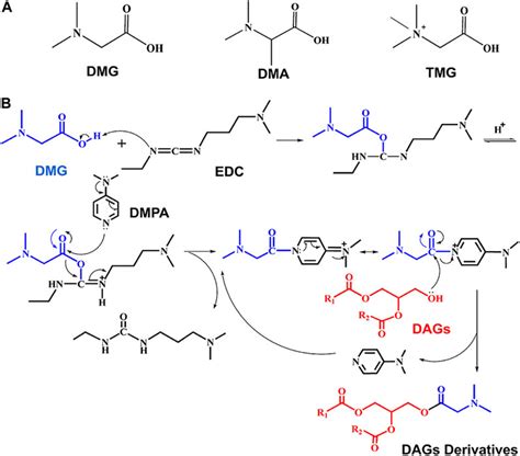 Frontiers Monitoring Diacylglycerols In Biofluids By Non Isotopically Paired Charge