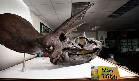 Triceratops Skull Fossil