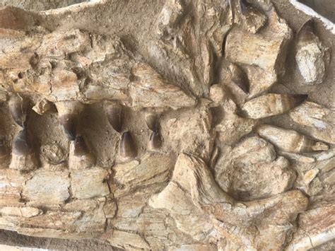 Mosasaurus Fossiele Schedel Prognathodon Anceps Catawiki