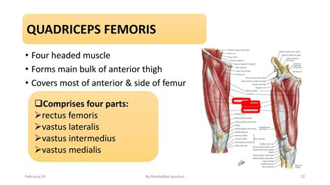 Anterior Medial Compartment Muscle Neurovasculature Femoral Triangle Adductor Canal Pdf