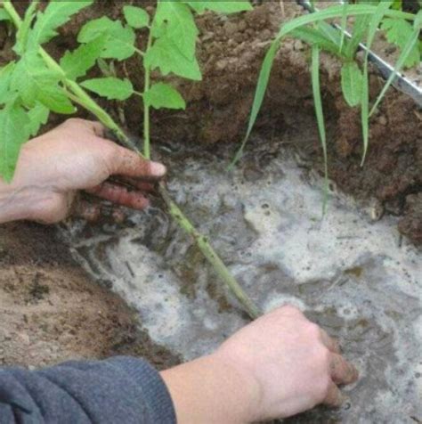 99 от хората засаждат домати неправилно След като ми казаха правилния начин Не можех да