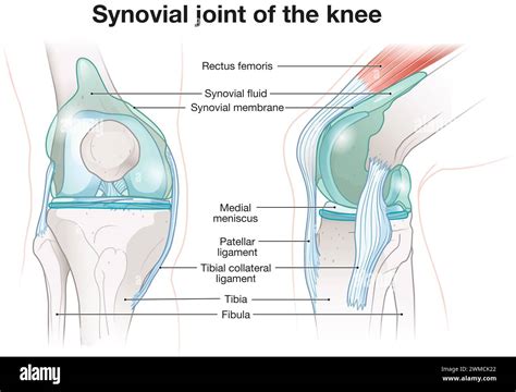 The Knees Synovial Joint Is A Complex Structure Where Bones Meet Enveloped By A Synovial