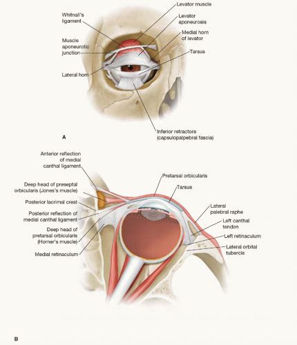 Blepharoplasty Plastic Surgery Key