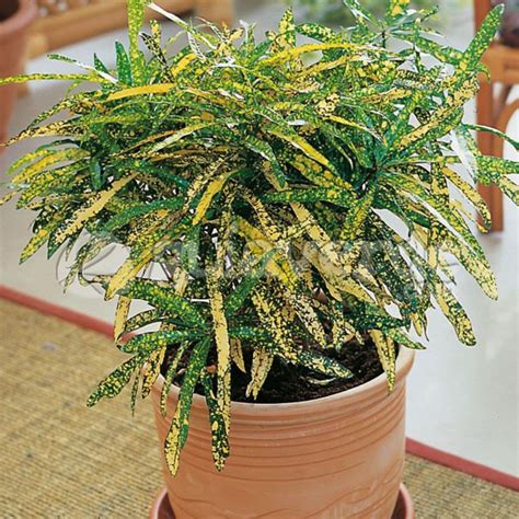 Croton Gold Dust Plant Benefits