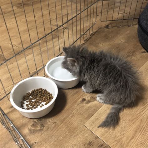 천안고양이분양 셀커크렉스분양후기 ♥ 분양후기