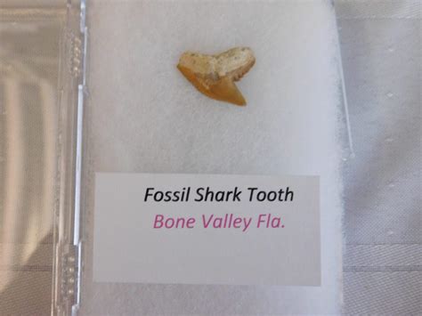 Fossil Shark Tooth Bone Valley Fl Fossils And Artifacts For Sale Paleo Enterprises