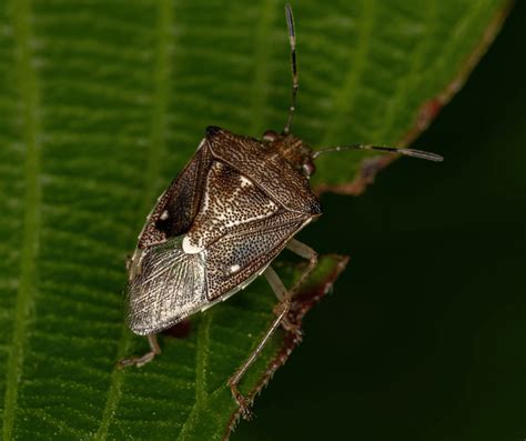 Stink Bug Symbolism Meaning Understanding The Significance