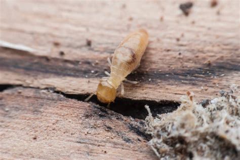 Spiritual Meaning Of Termites In House Is It Bad Luck