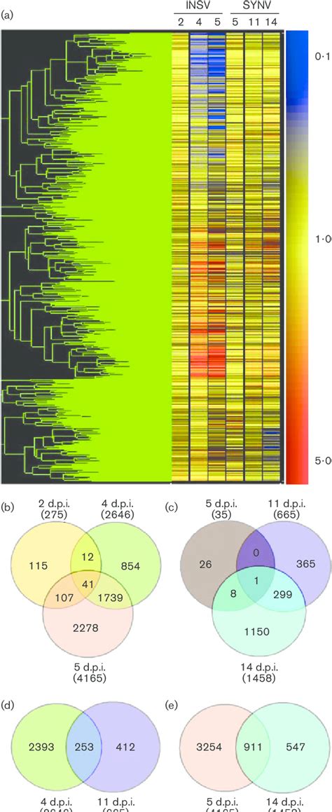 A Hierarchical Cluster Analysis Of Differential Expression Profiles