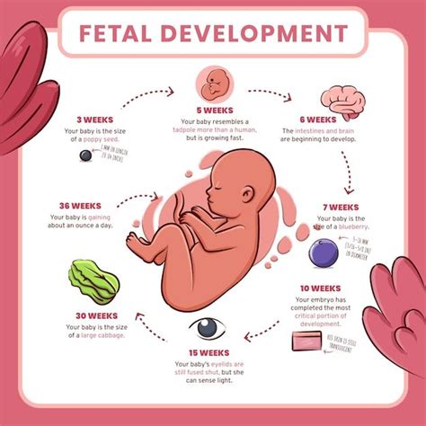 Ręcznie Rysowane Infografika Rozwoju Płodu Darmowy Wektor Fetal