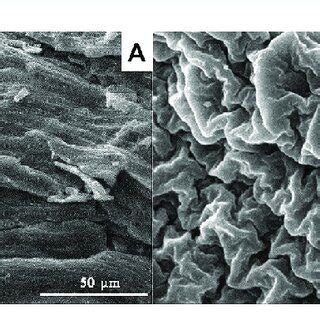 SEM Photos Of A CS And B Fe CS Download Scientific Diagram
