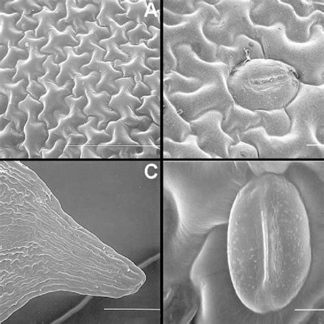 Scanning Electron Micrographs Of Pteris Vittata A Root Cross Section