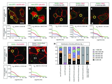 In Vivo Fluorescence Cross Correlation Spectroscopy Fccs Analysis