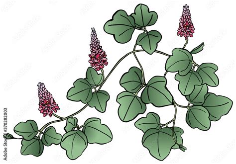秋の七草 葛 イラスト Stock Vector Adobe Stock