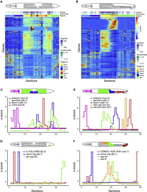 Spatial Transcriptomics Of C Elegans Males And Hermaphrodites