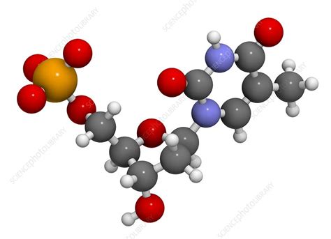 Thymidine Monophosphate Molecule Stock Image F010 6831 Science Photo Library