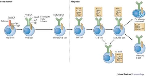 B Cells Development Functions And Role In Immune Response