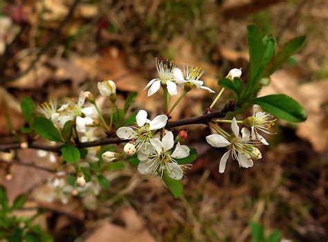 Saratoga Woods And Waterways Toad Orgy At Mud Pond