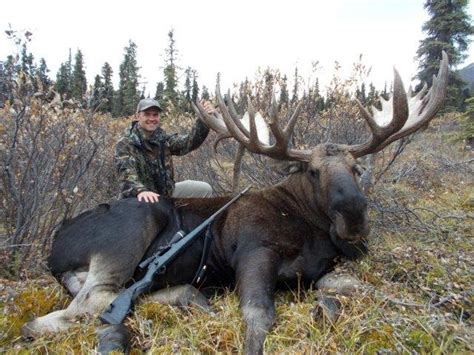 Alaskan Moose Facts Distribution Habitat Size Pictures