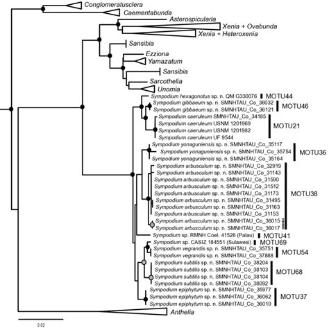 Maximum Likelihood Ml Tree For Concatenated Mtmuts Coi And 28s Rdna