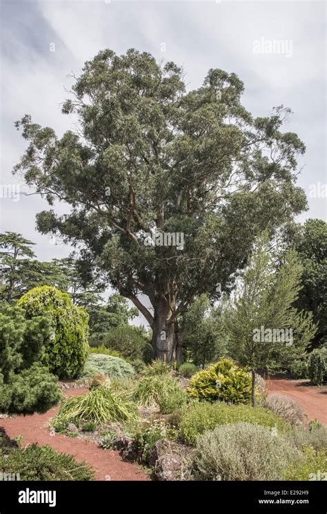 Tasmanian Blue Gum Eucalyptus Globulus Habit Listed On Register Of