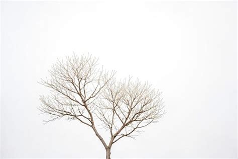 Minimalist Trees Stock Photos Images And Backgrounds For Free Download