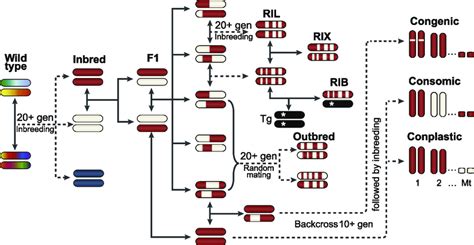 Breeding Scheme Of Mouse Genetic Reference Populations A Brief Download Scientific Diagram