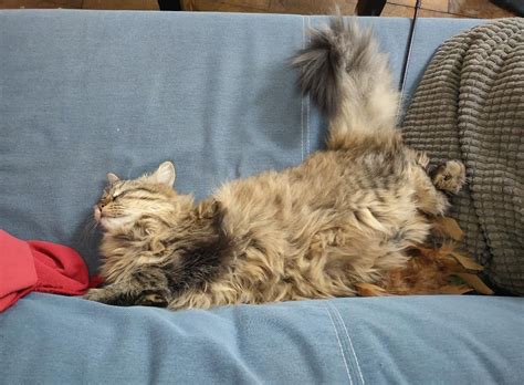 Namu My Mix Sib Laying In Her Weird Positions That I Love R Siberiancats