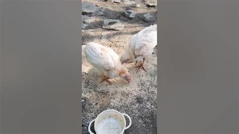 টার্কি মুরগির বাচ্চা Turkey Chick Youtube