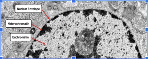 Lecture 10 12 Mol Cell Flashcards Quizlet